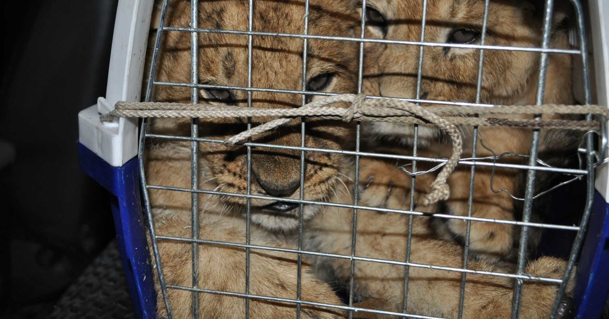 EU Action Plan against Wildlife Trafficking | IFAW