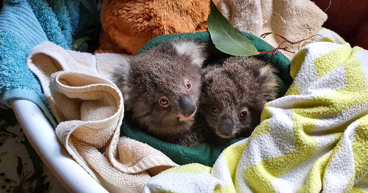 Top animal rescues of 2021 | IFAW