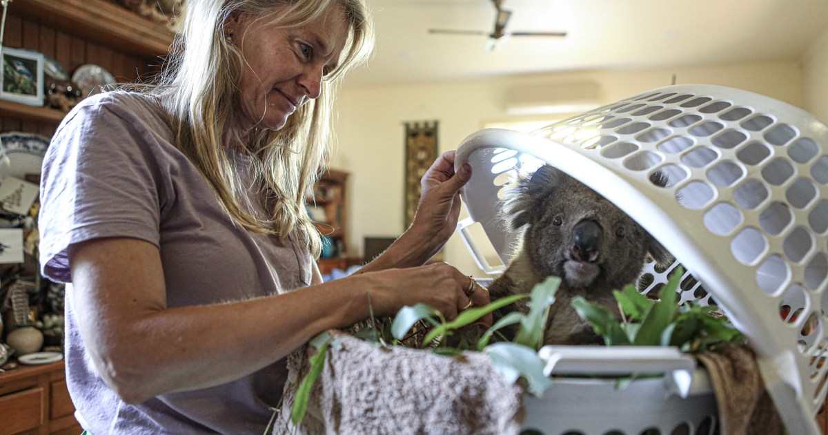 helping wildlife carers and groups prepare for future disasters