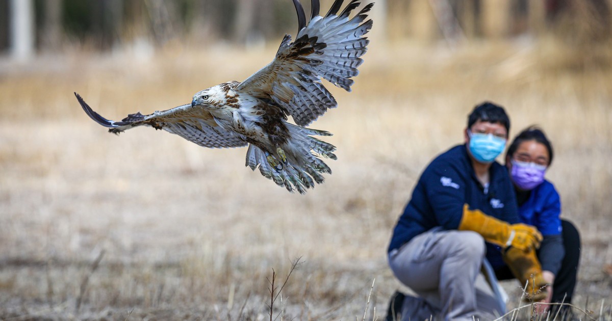 20th anniversary of the Beijing Raptor Rescue Center