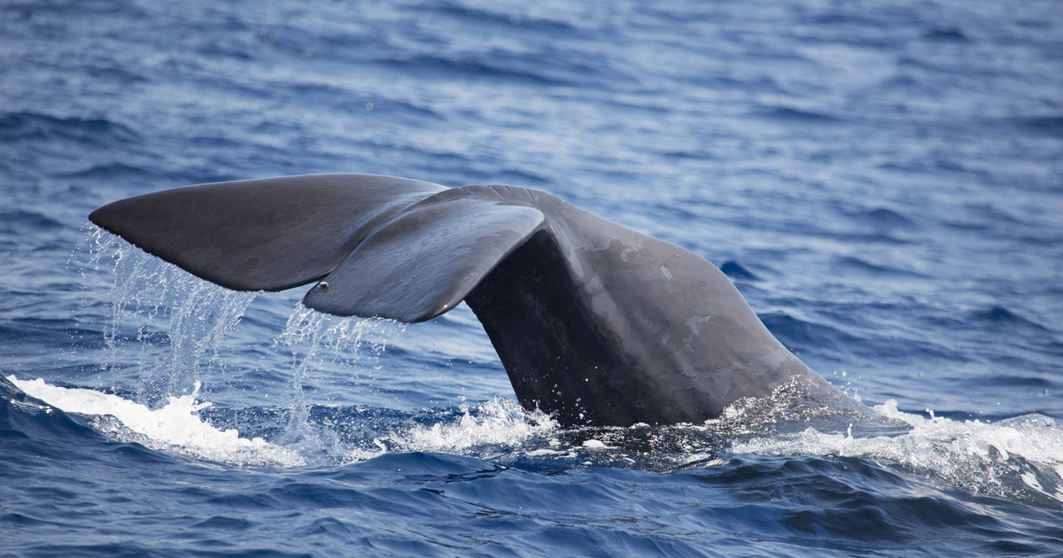 Major shipping company helps save endangered sperm whales | IFAW