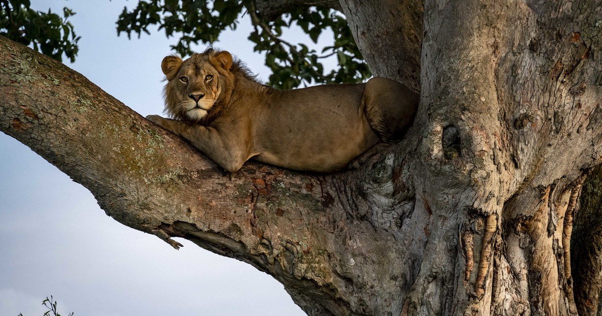 Saving the tree-climbing lions of Queen Elizabeth National Park