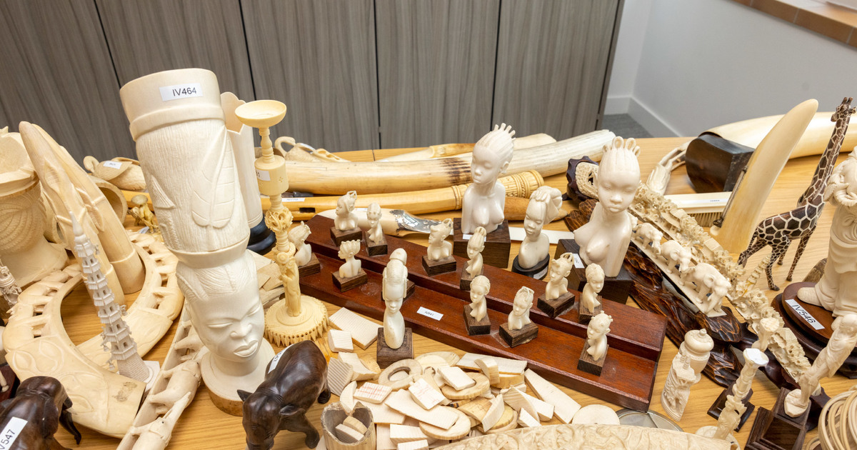more delays to the Ivory Act 2018 cost elephants’ lives | IFAW