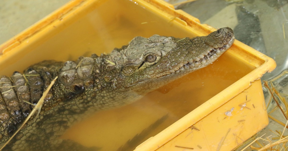 Nile crocodile saved from exotic pet trade returns to the wild