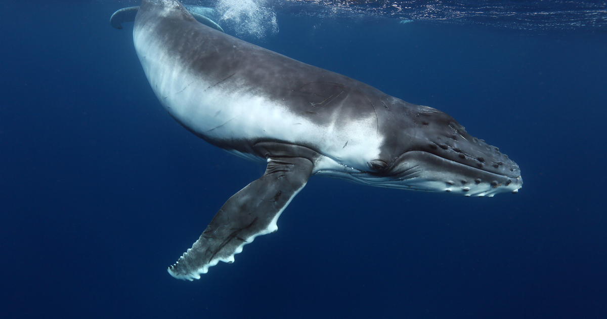 Types of whales: meet the giants of the ocean | IFAW