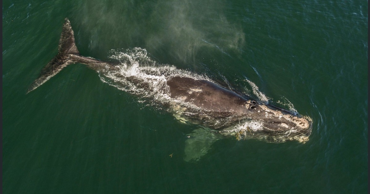 Legislation introduced to save critically endangered right whale