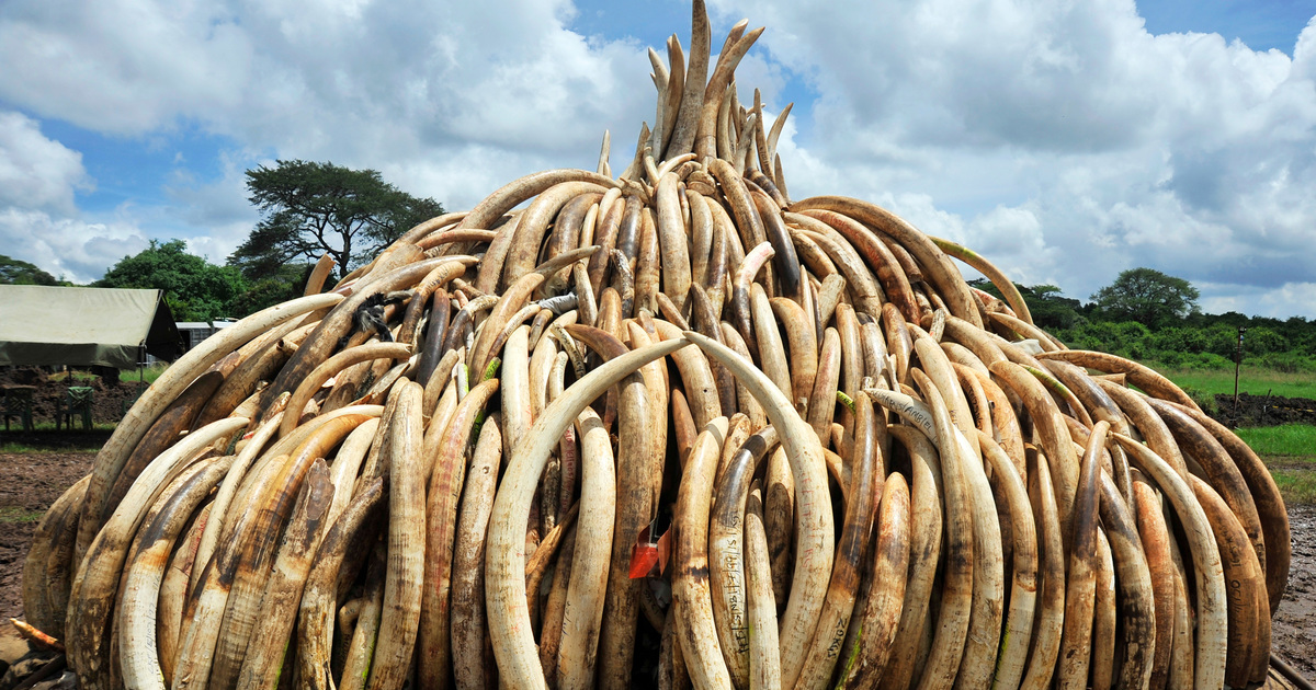 NGOs demand a ban on EU ivory trade | IFAW