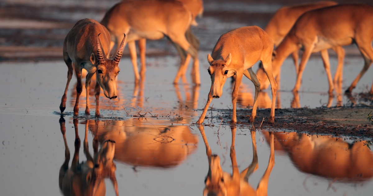 Conservation body compromises on critically endangered saiga antelope ...