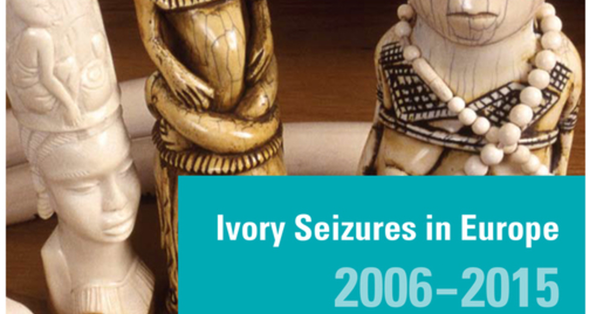 New report reveals scale of ivory seizures across Europe | IFAW
