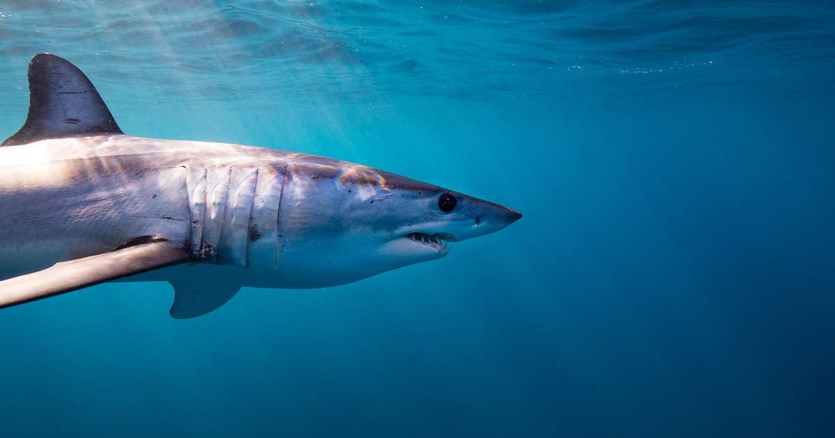 Major conservation win at CITES as a record 18 endangered species of ...