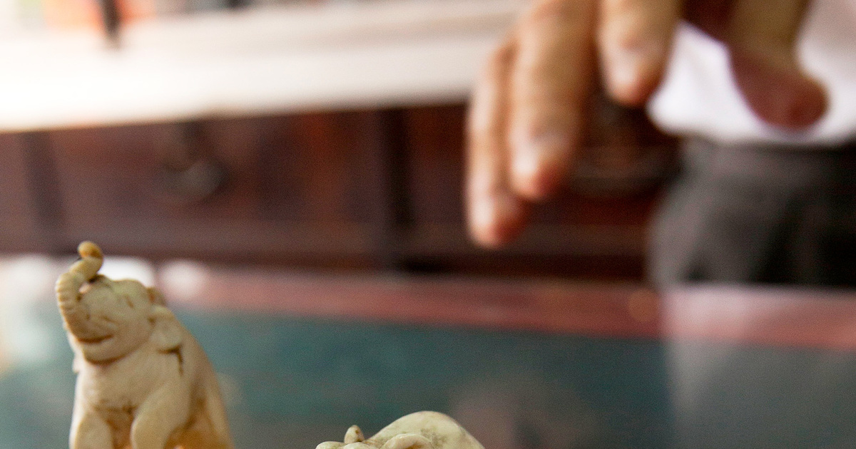 IFAW welcomes the Dutch ivory ban as a first step | IFAW