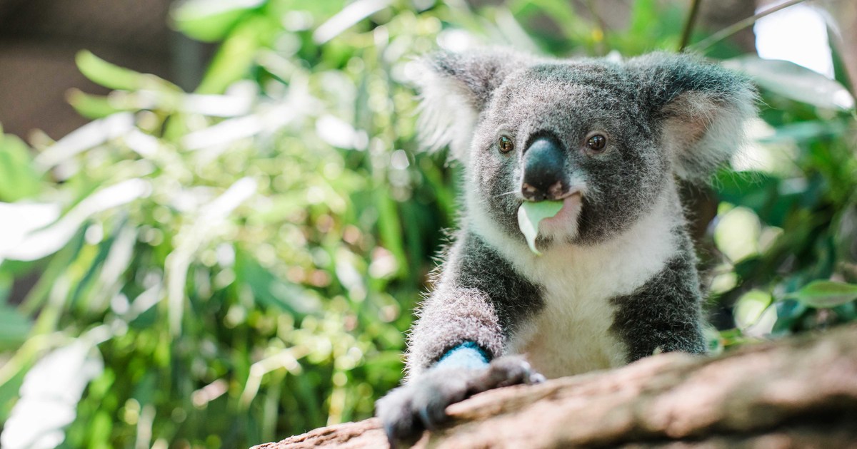 endangered listing for koalas a double-edged sword