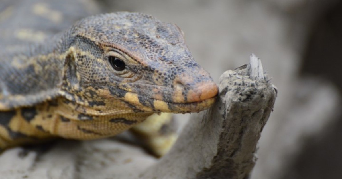 ifaw’s cyber-spotter program tackles wildlife cybercrime | IFAW