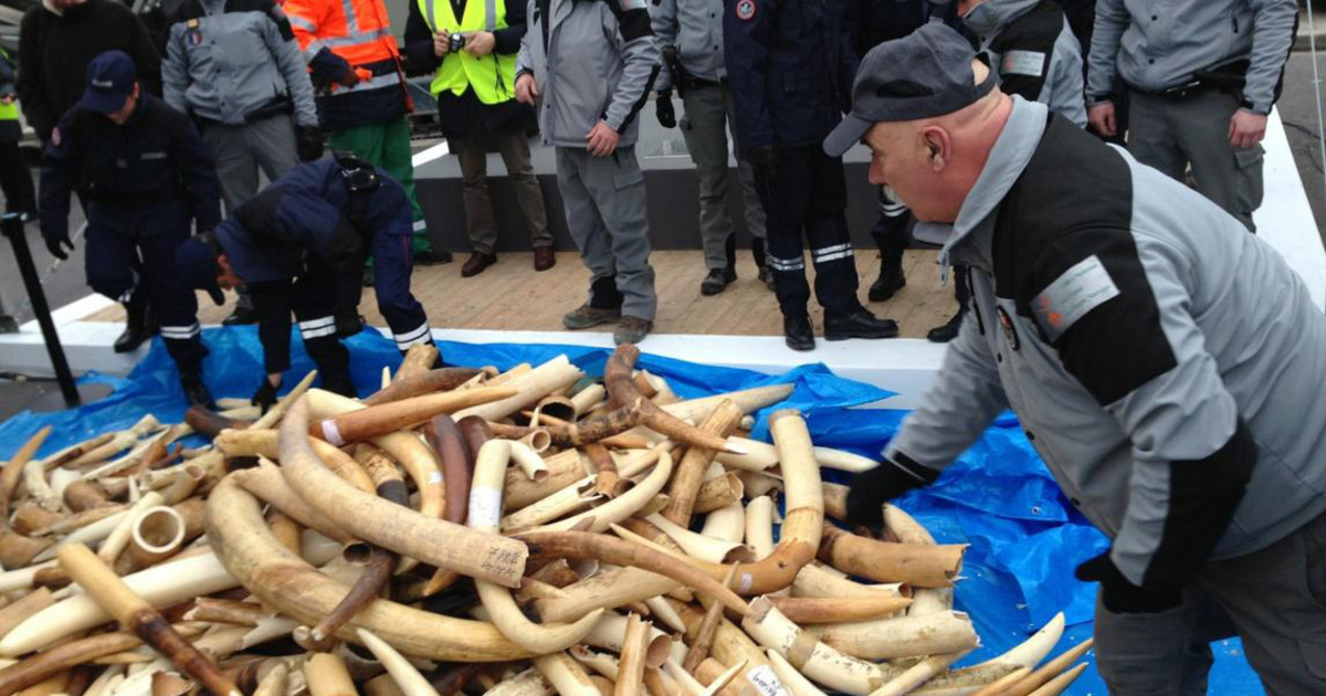 A near total ivory ban finalized in France! | IFAW