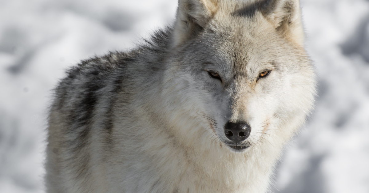 Alberta’s wolf poisoning program: New study reveals residents ...