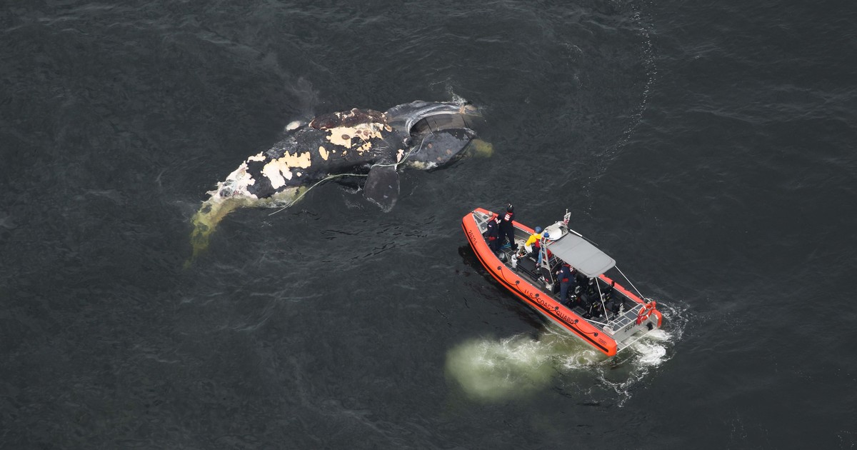 critically endangered North Atlantic right whale succumbs to ...