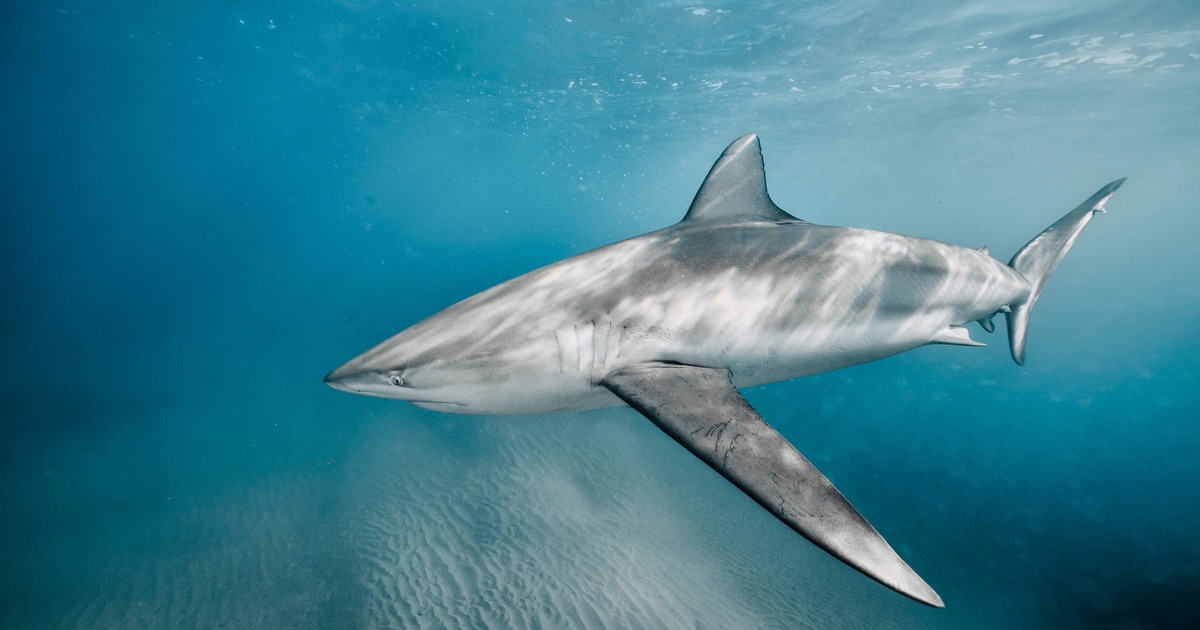 European Union a major player in global shark trade which threate