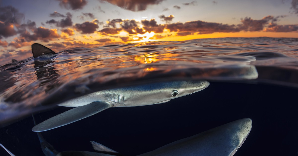 the shark numbers don’t lie—the EU needs to limit the trade