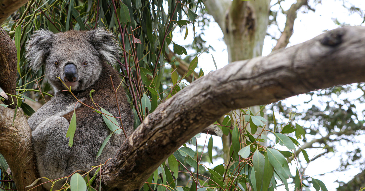 koalas on the endangered list—what it means for their future