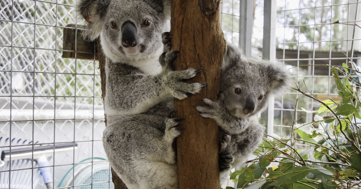 koala hospital admissions expected to rise as habitat dwindles