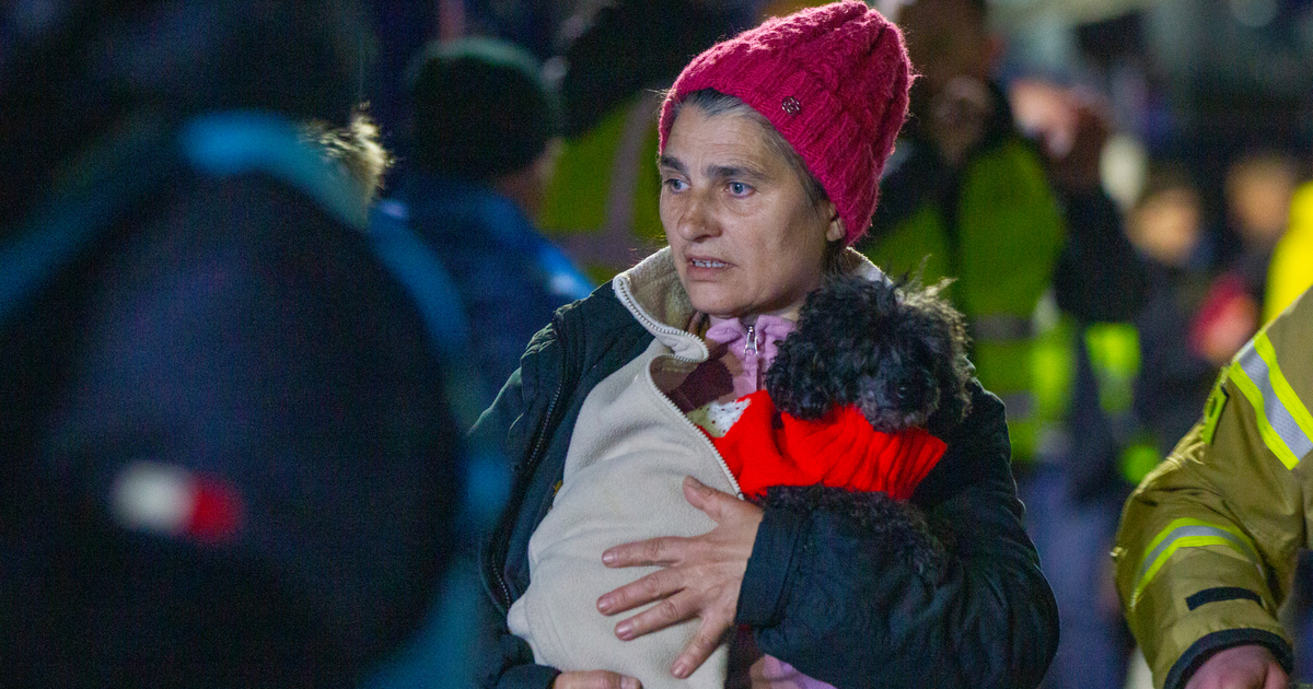 dieren, mensen, oorlog: de impact van conflicten