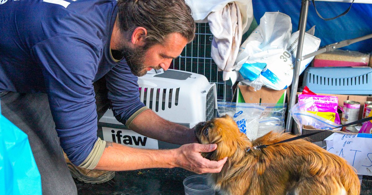 in Ukraine, animals shouldn’t be an afterthought