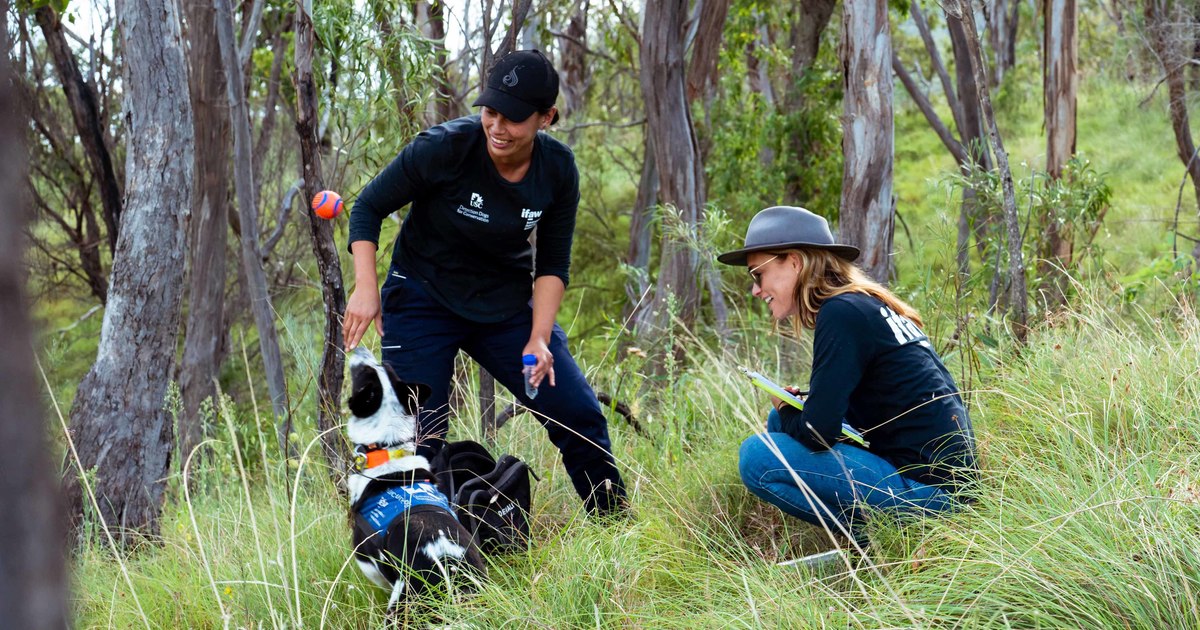 Detection dogs helping koala conservation study one poo at a time