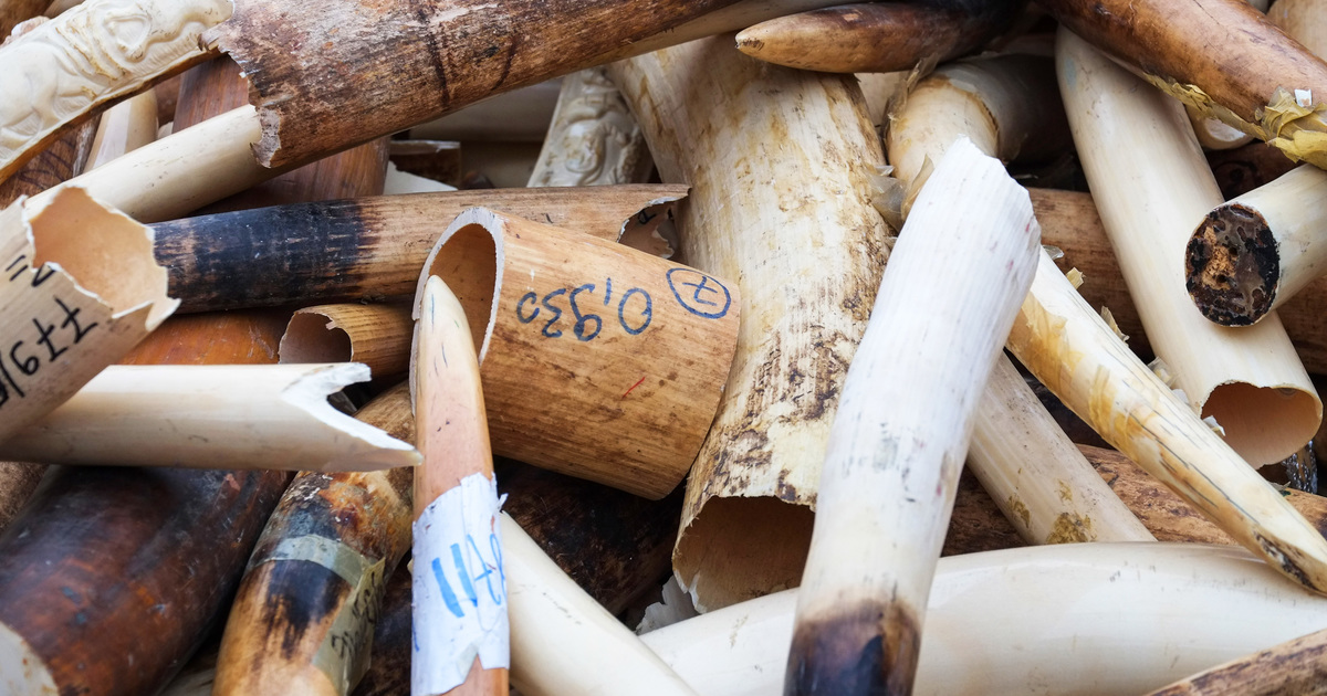 ivory trade ban finally in force in UK
