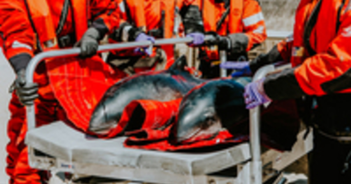facts about satellite tagging dolphins and whales