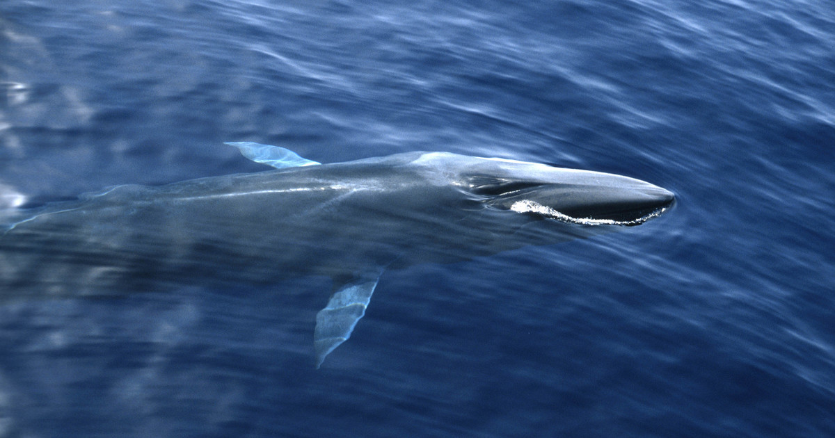 as fin whale hunt in Iceland resumes, whaling support declines