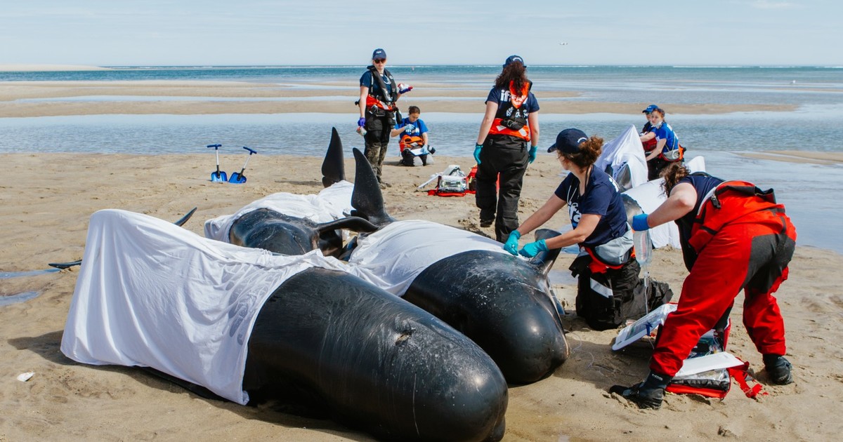 multi-day rescue response to 5 stranded pilot whales on Cape Cod