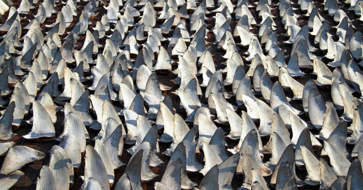 countries push to fully regulate the global shark fin trade