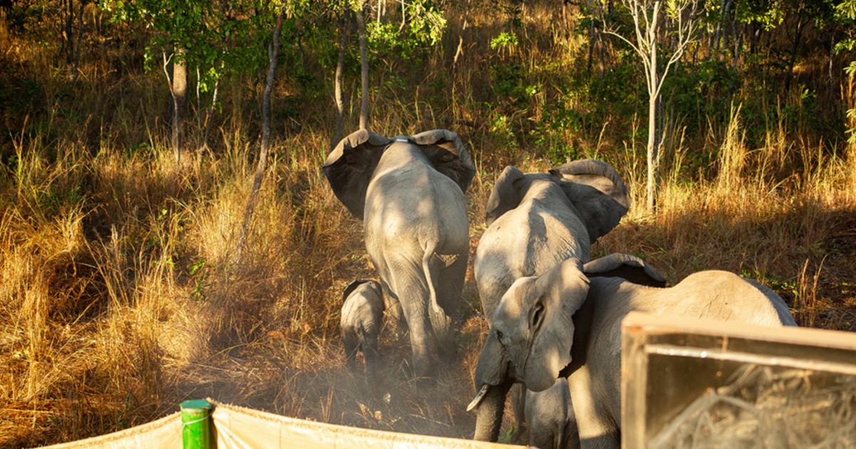 elephants on the move: translocating 250 elephants in Malawi