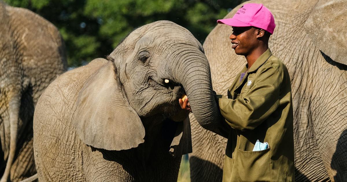 ifaw inaugurates global Center of Excellence