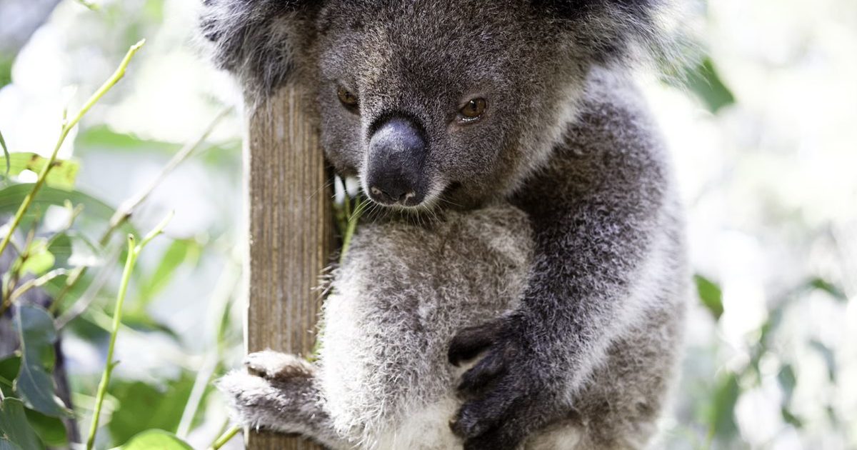 Orphaned koala flood survivor released back to the wild