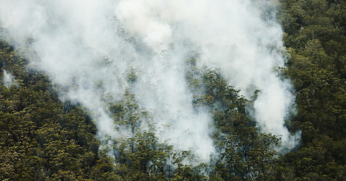 climate disasters intensify the need for animal rescue