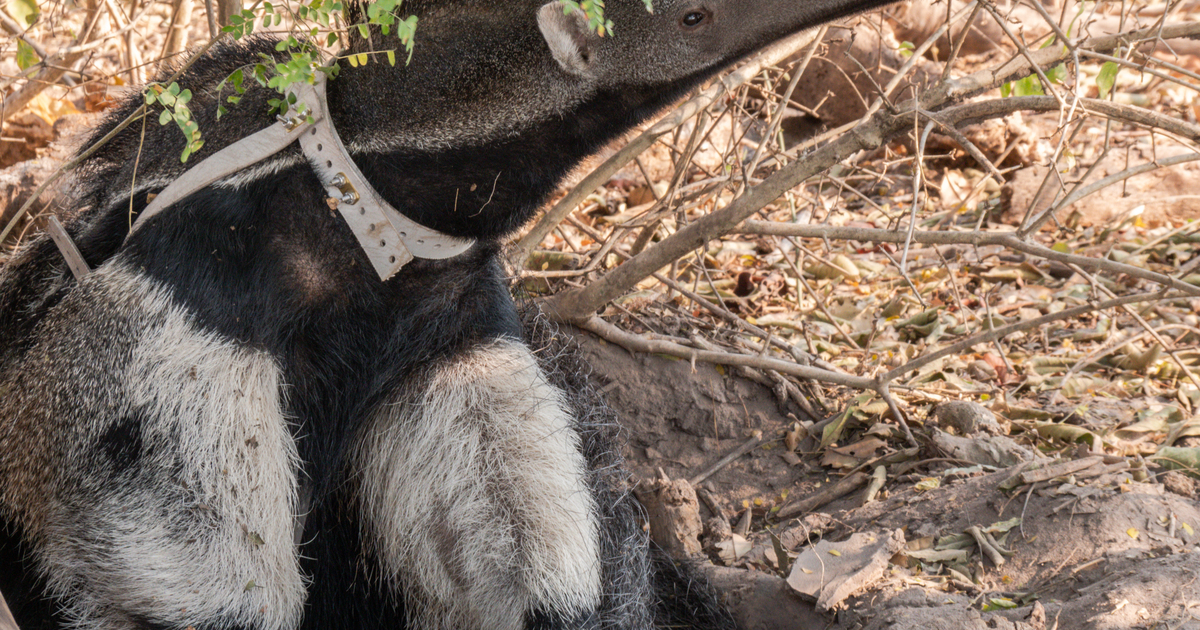 orphaned giant anteater released back to the wild in Brazil