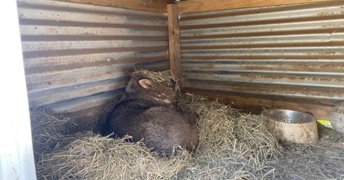 portable shelters help wombats survive floodwaters