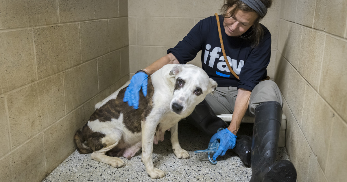 disaster ready campaign stresses importance of animals