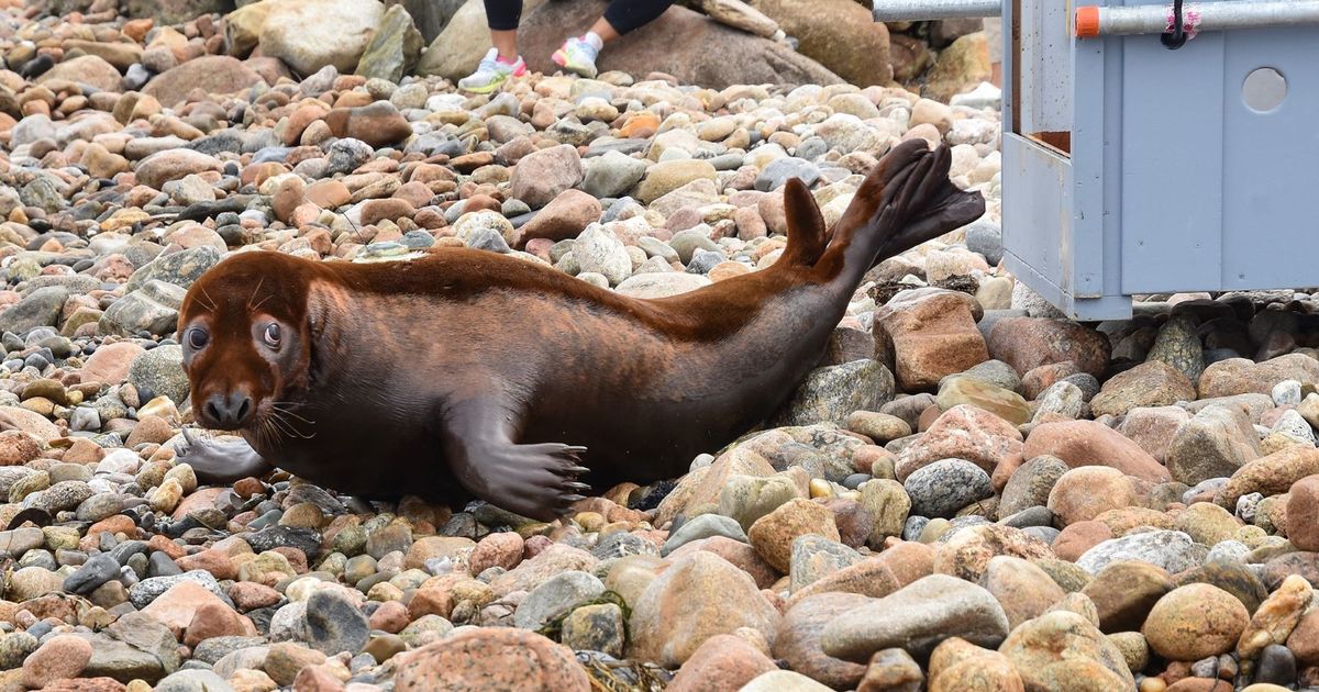 twice-rescued seal becomes local Beverly celebrity