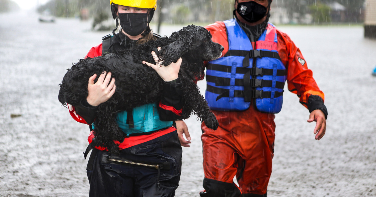 new report: include animals in disaster planning