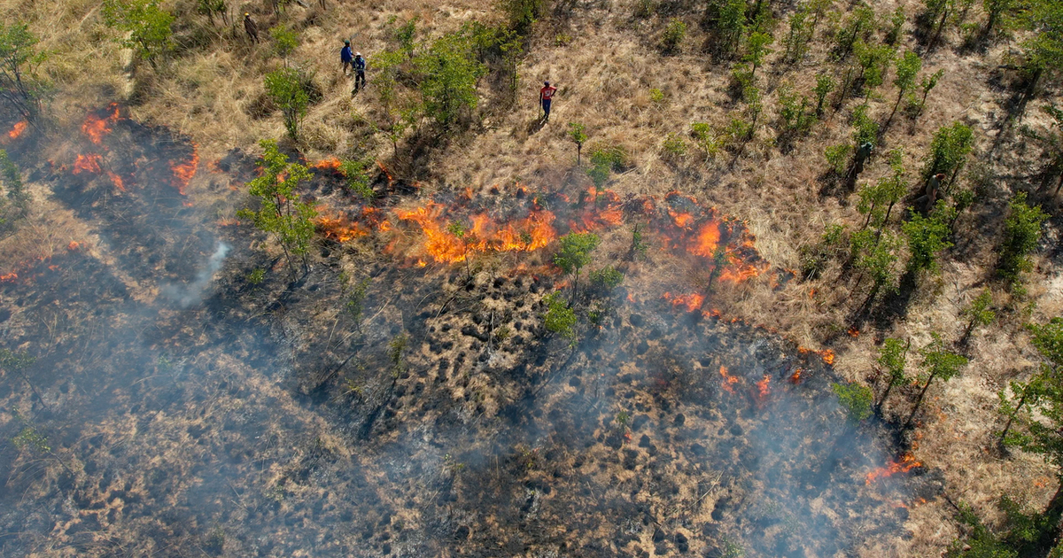 to combat wildfires in Zimbabwe’s pristine forest reserve, we bur