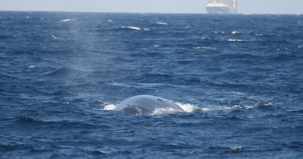 Blue Speeds: Langsamerer Schiffsverkehr schützt Meere, spart Geld