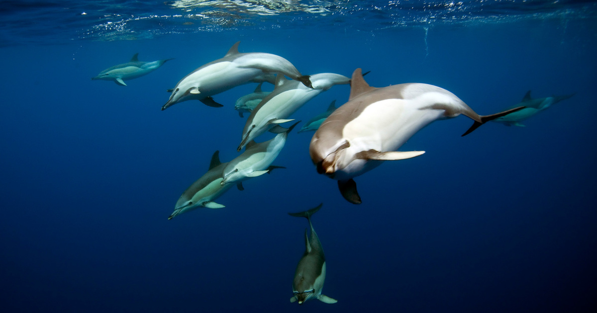 Dolphins vs. porpoises: What’s the difference?