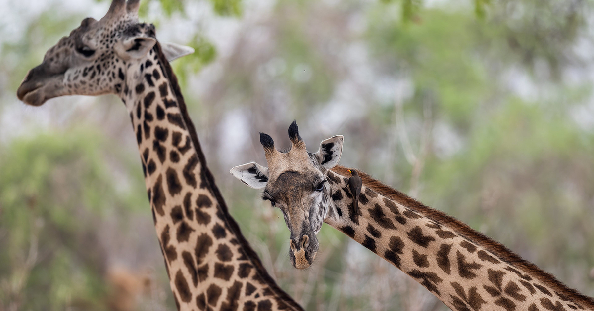 weetjes over giraffen | IFAW