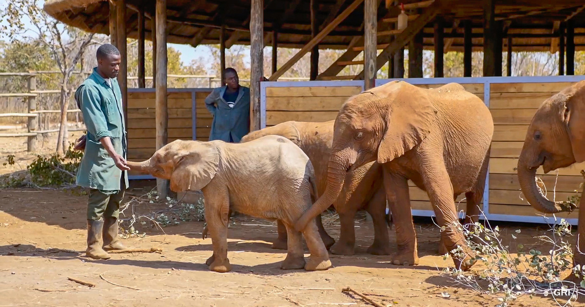elephant orphans find a new home in Zambia
