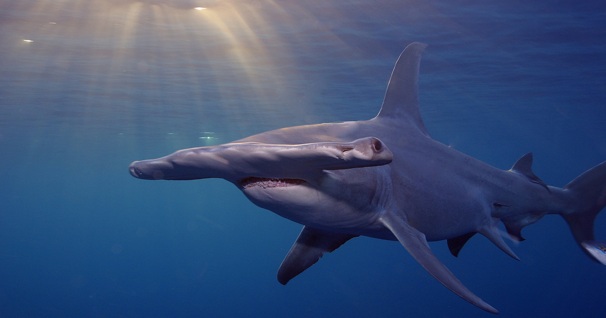 governments to determine fate of threatened species