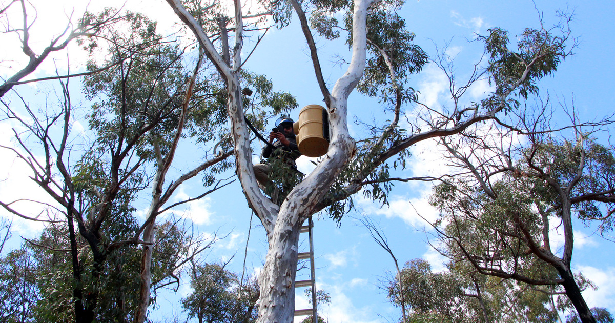 promising hollows for bushfire-impacted wildlife