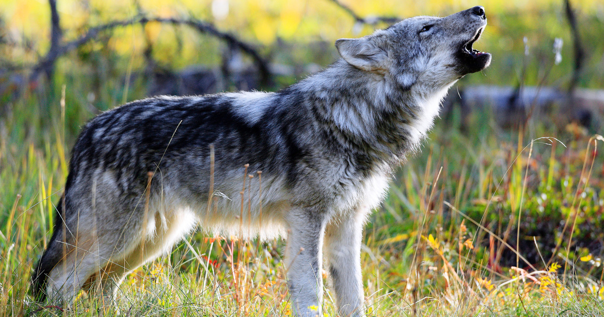 Facts and FAQ about wolves
