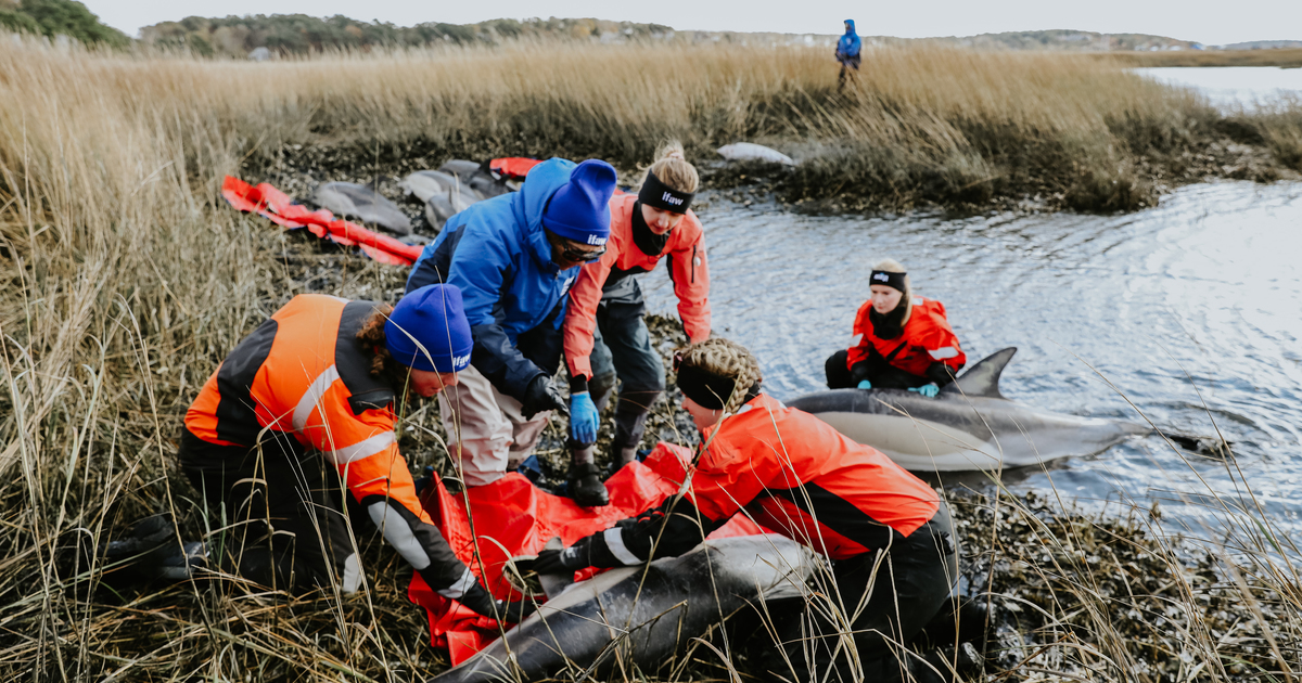 eight dolphins released back to the wild off Cape Cod